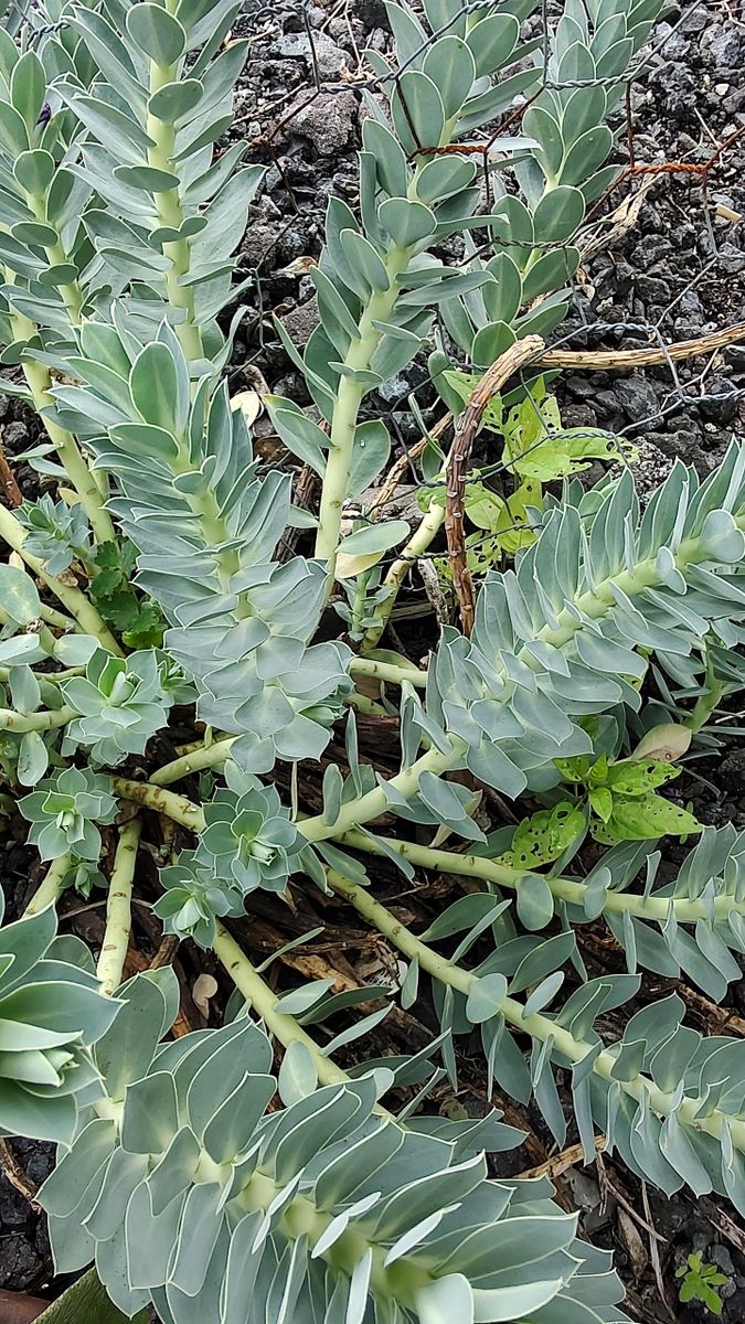 Euphorbia myrsinites