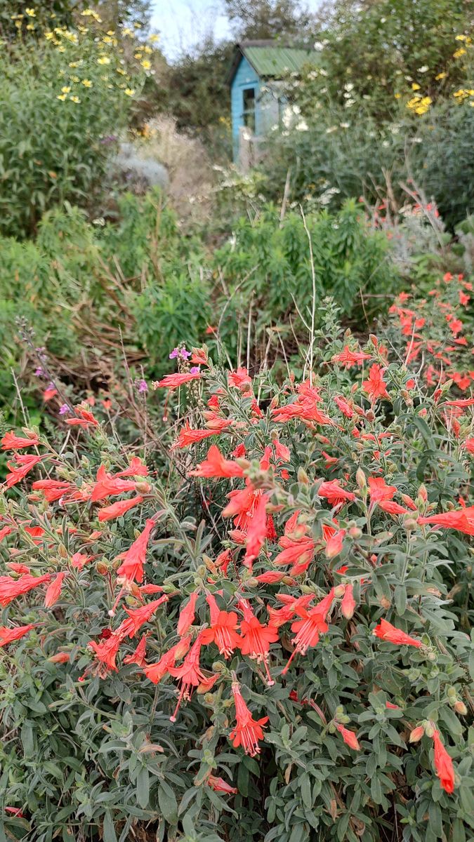 Epilobium 'Ed Carman'
