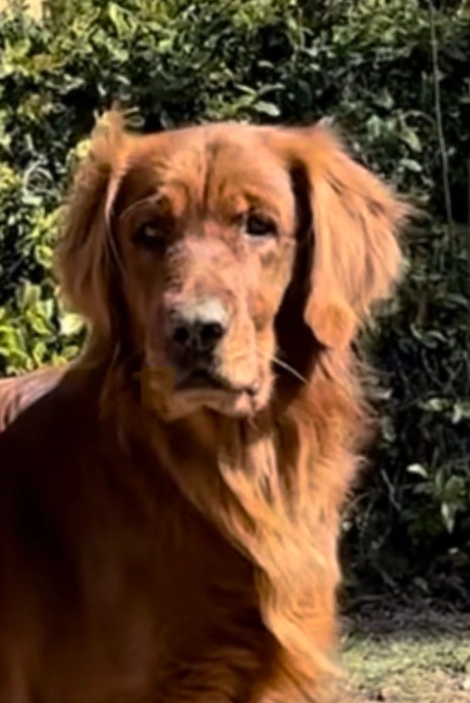 Akc Golden Retriever Puppies - 4LoveOfGoldens