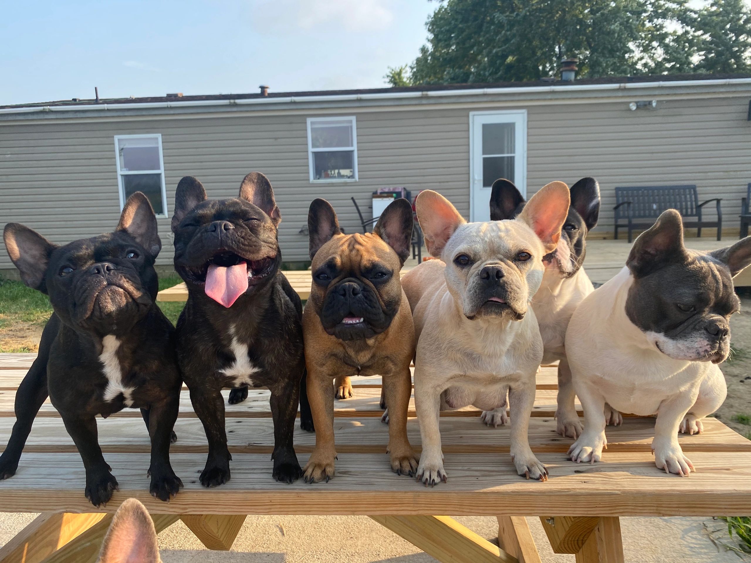 Puppies!