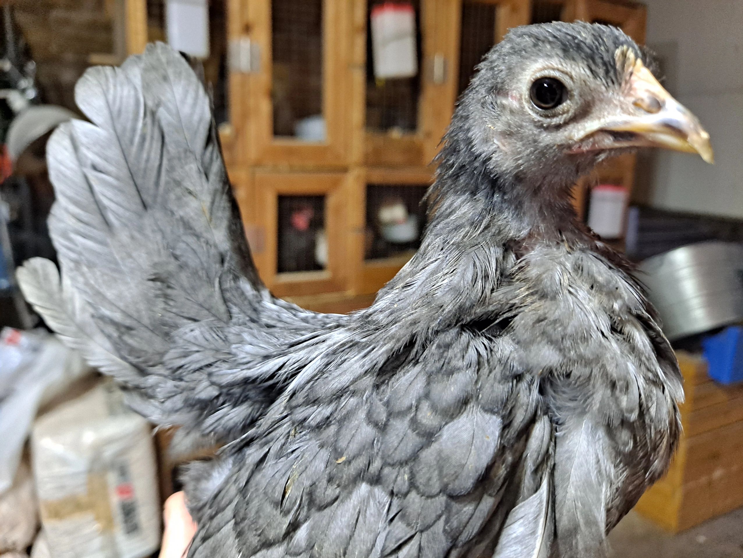 Seramas | Sykora Homestead