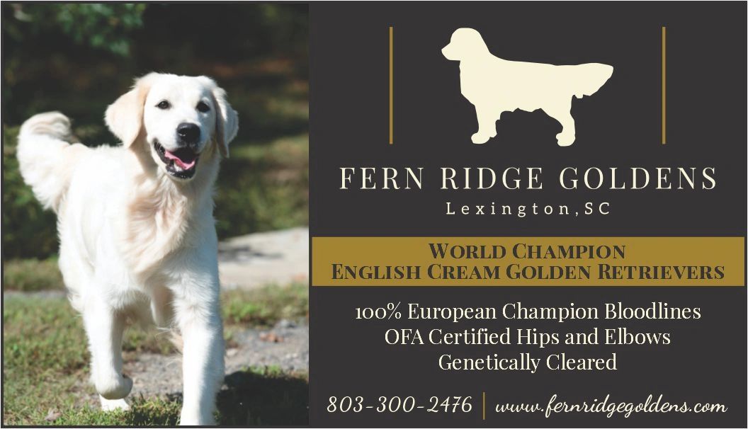 Fern Ridge Golden Retrievers - English Cream Golden Retrievers South ...