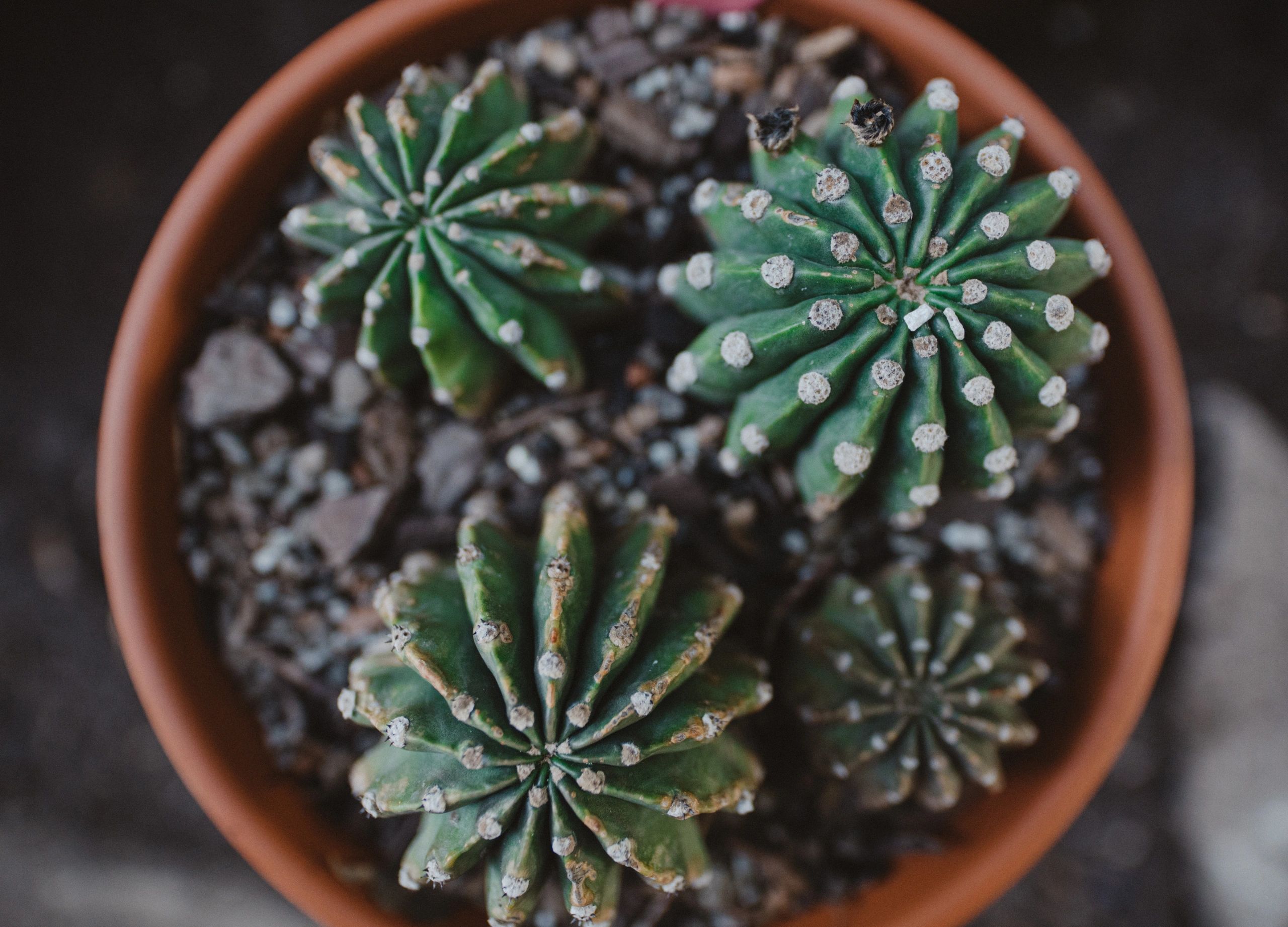 Cactus Plants, Rare Cactus - Cactus Temple - Richardson, Texas