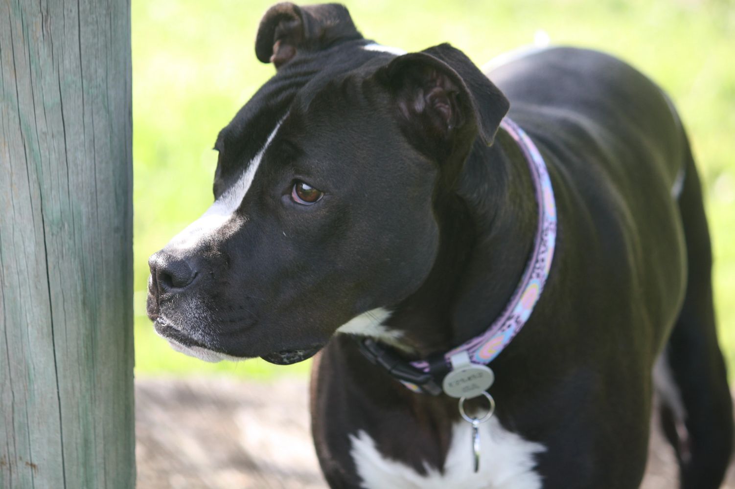 Premium In Home Dog Care Services | Woof & Wander