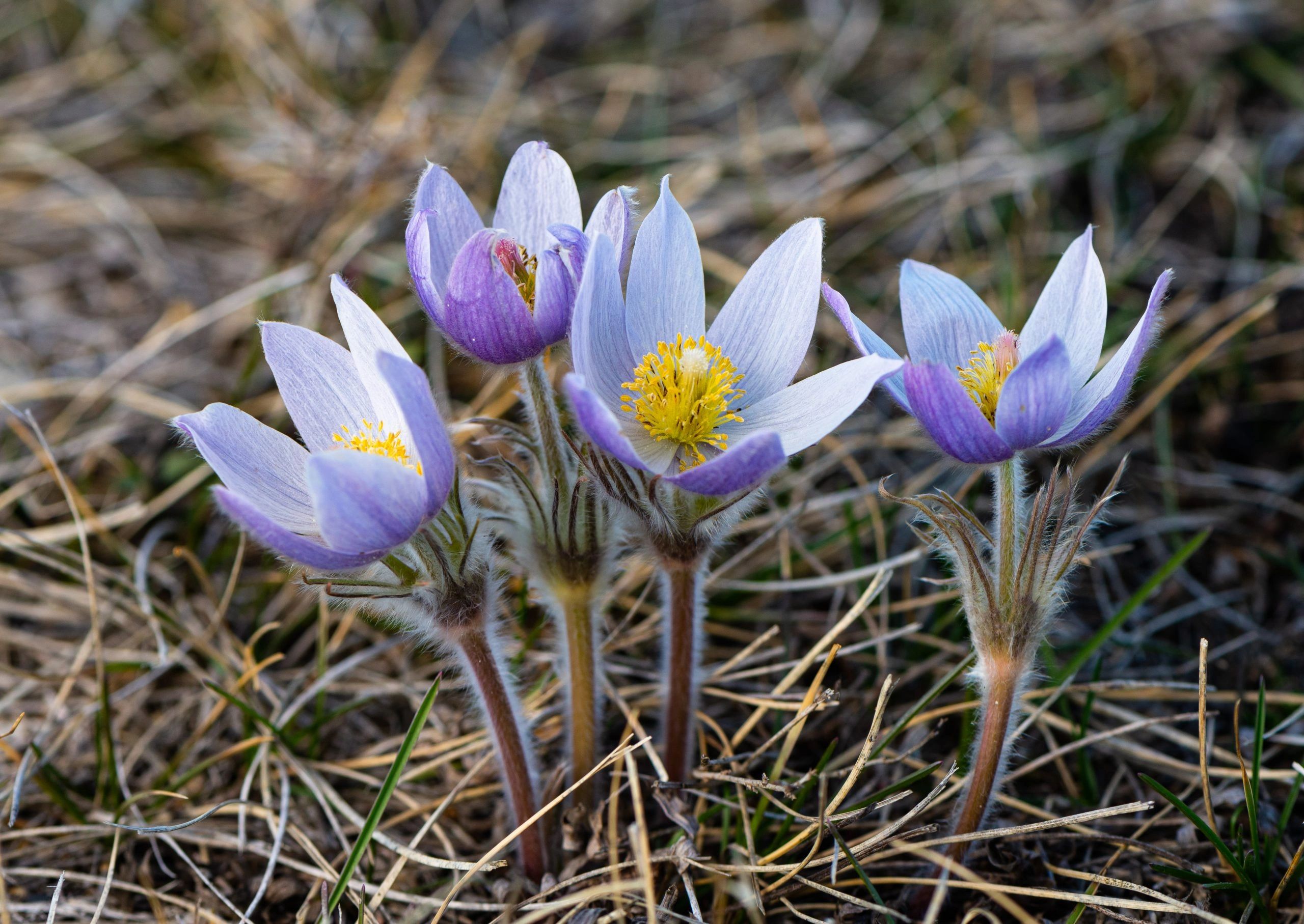Gaynor Family Regional Library