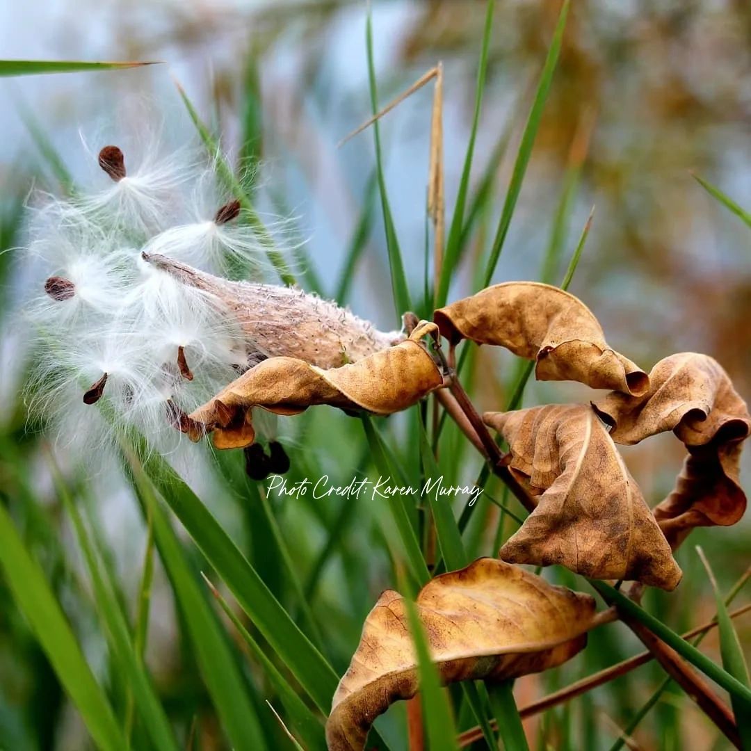 Gaynor Family Regional Library