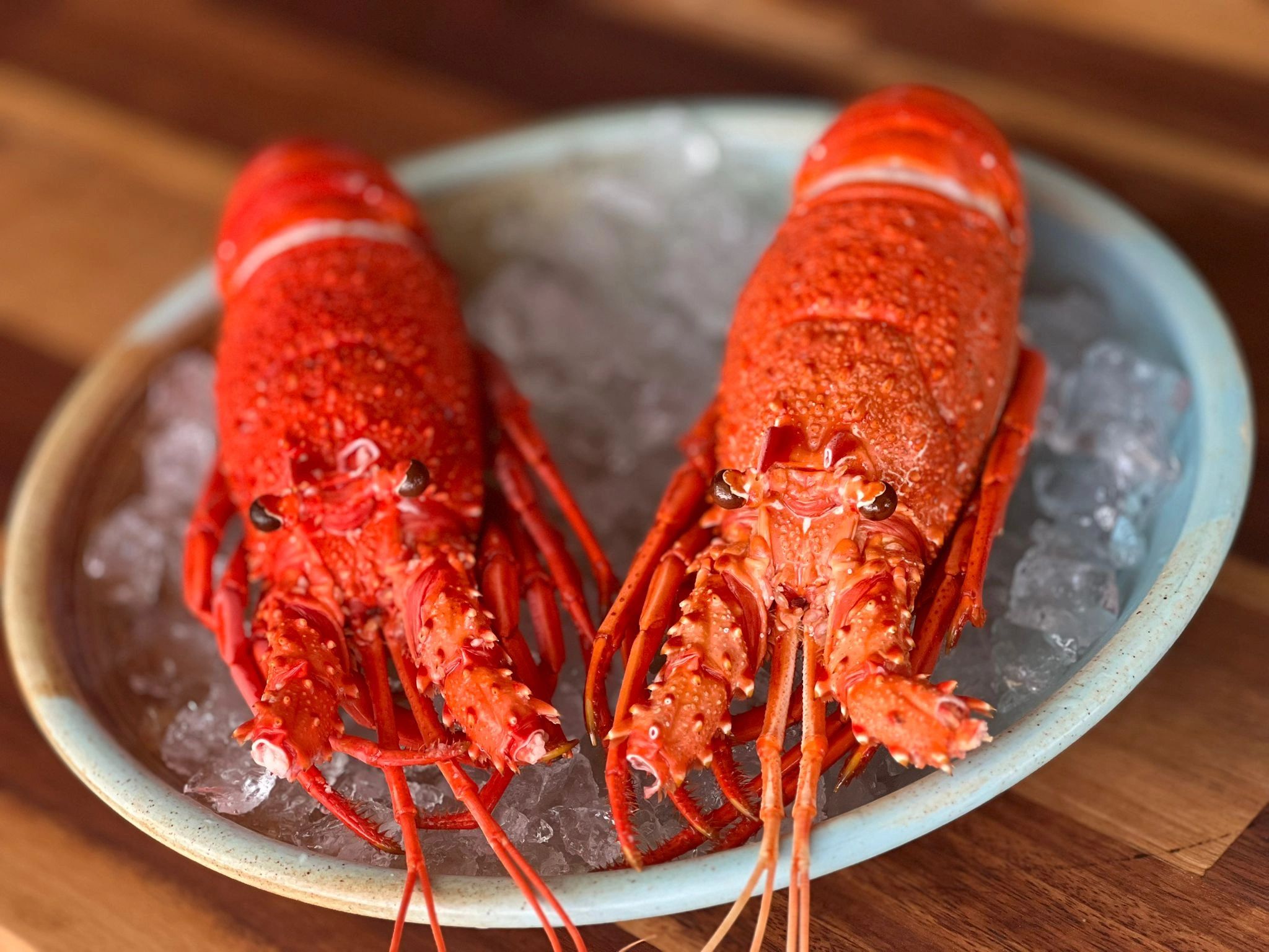Exploring the wonders of the Australian Eastern Rock lobster