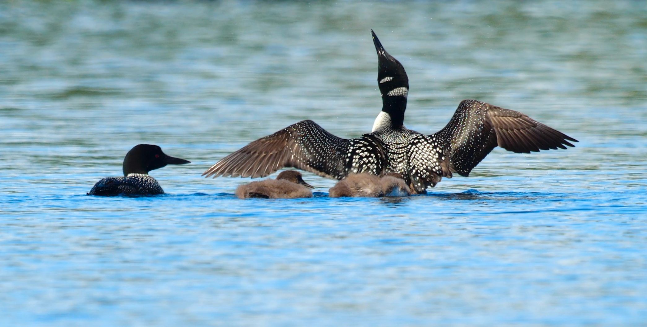 Maine Loon Song