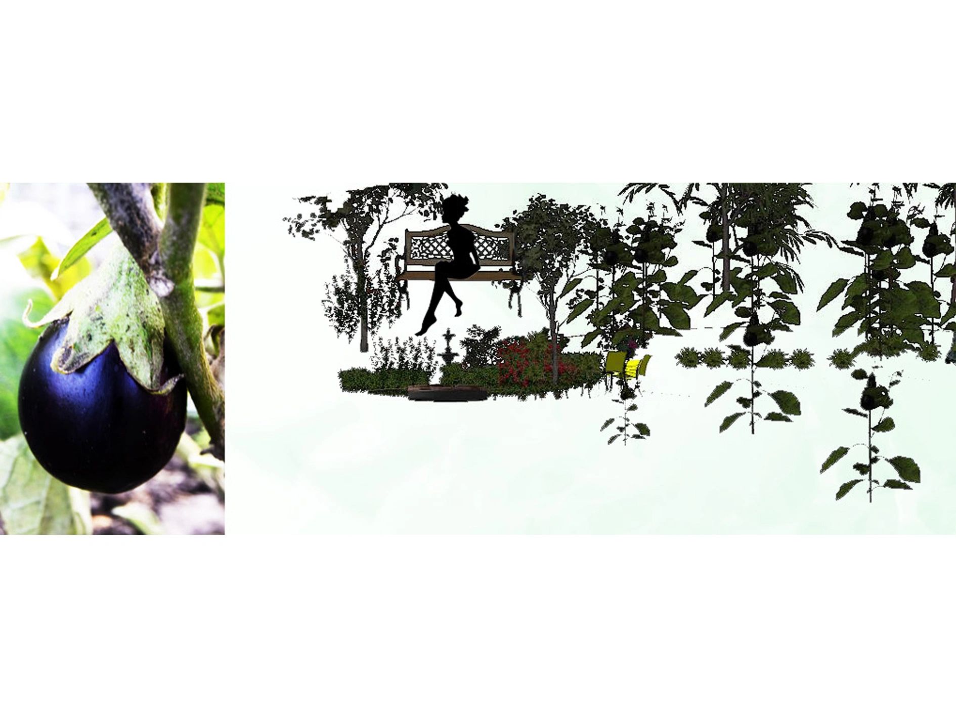 Why you should grow Aubergine (Eggplant/ Melongene)