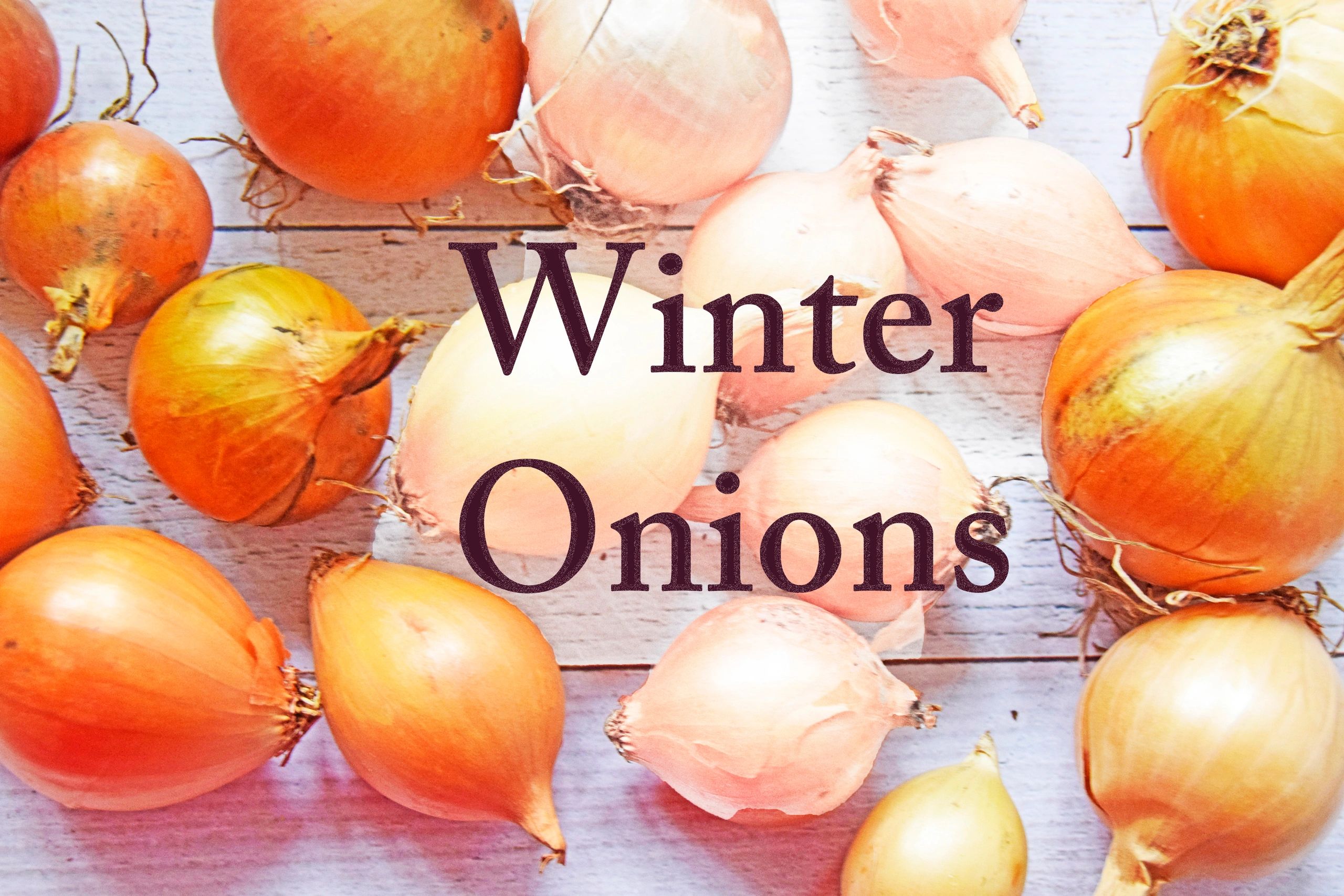 The easy way to grow winter onions