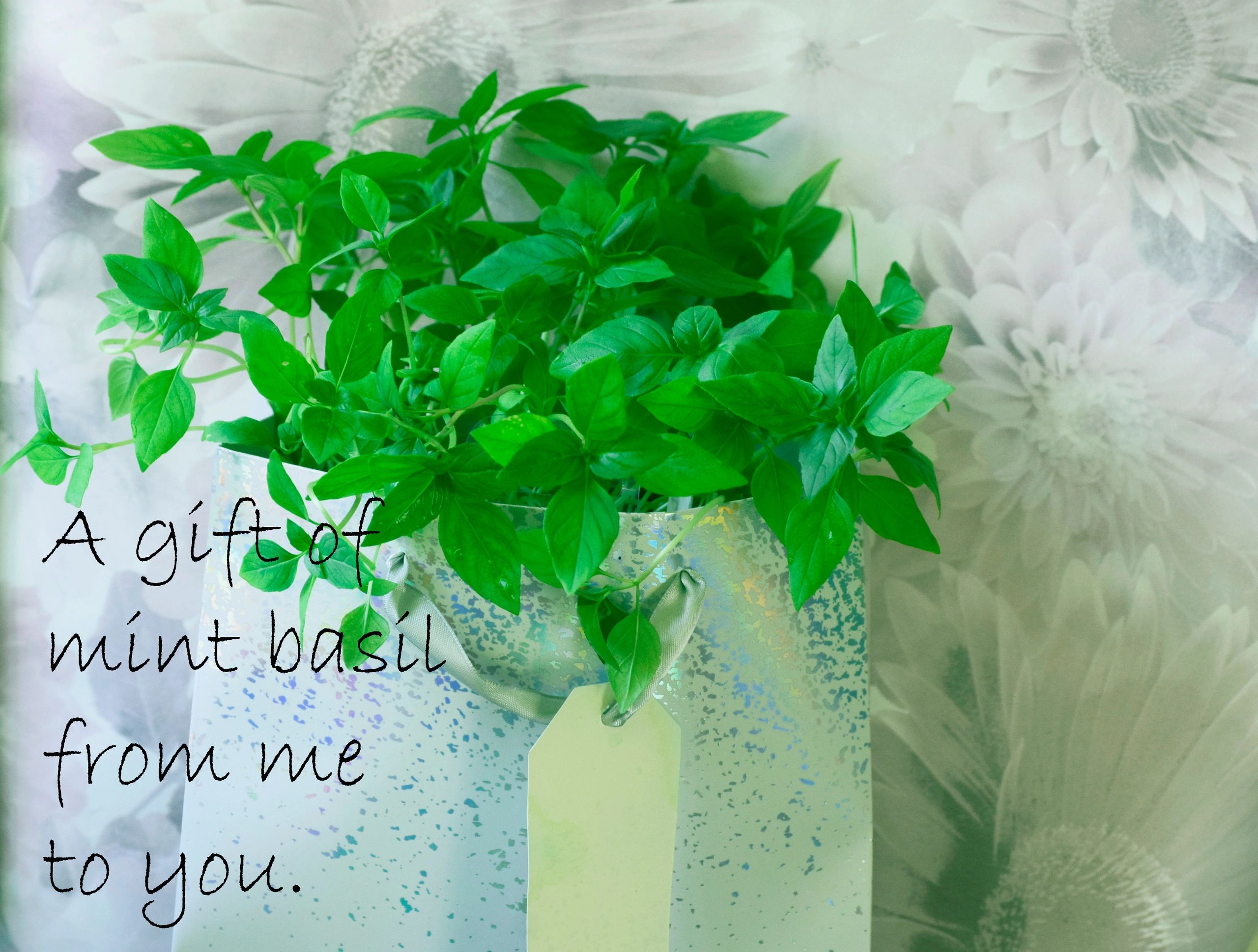 Basil herb - a gift from the home garden