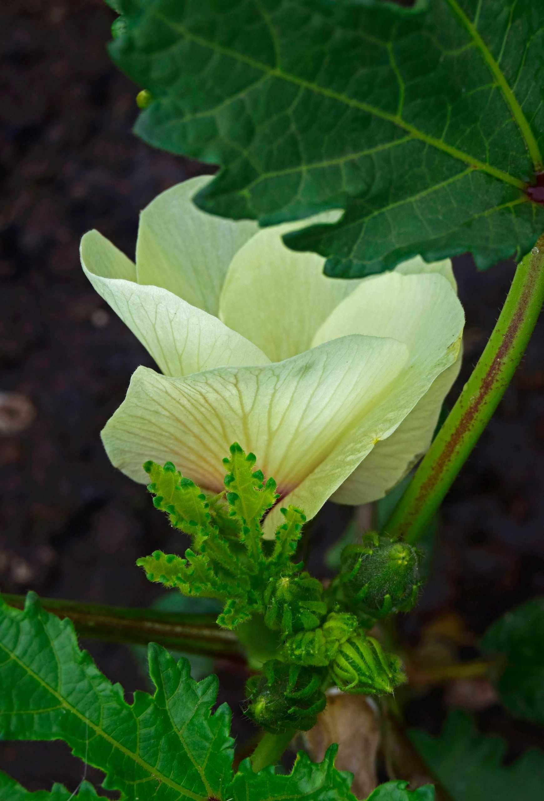 Growing Ochro (okra)