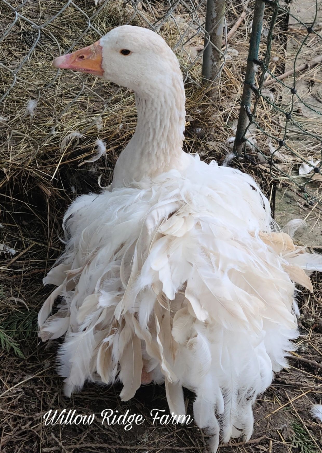 Sebastopol Geese | Willow Ridge Farm