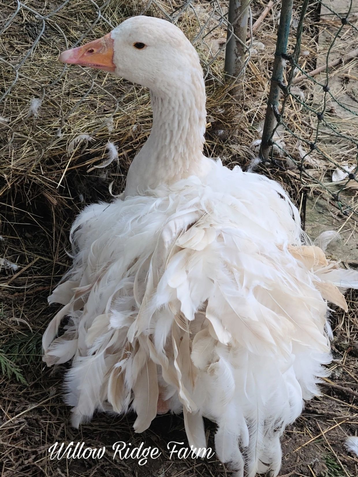 Sebastopol Geese | Willow Ridge Farm