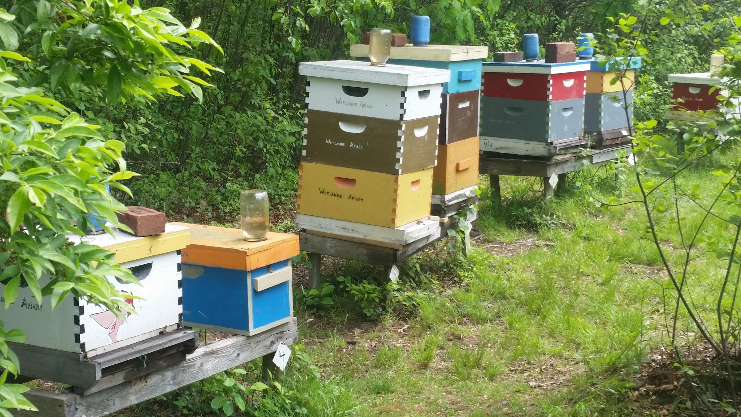 2019 WORKSHOP | Wetlands Apiary