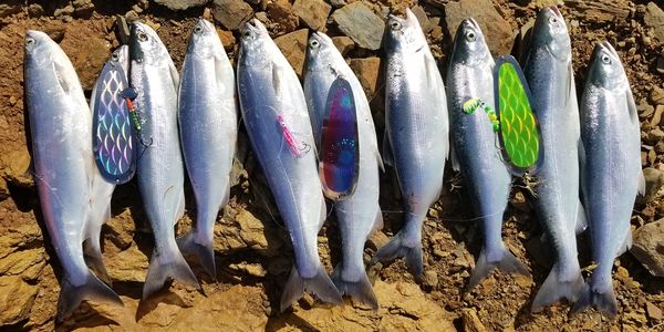 Custom Fishing Tackle - RB Tackle