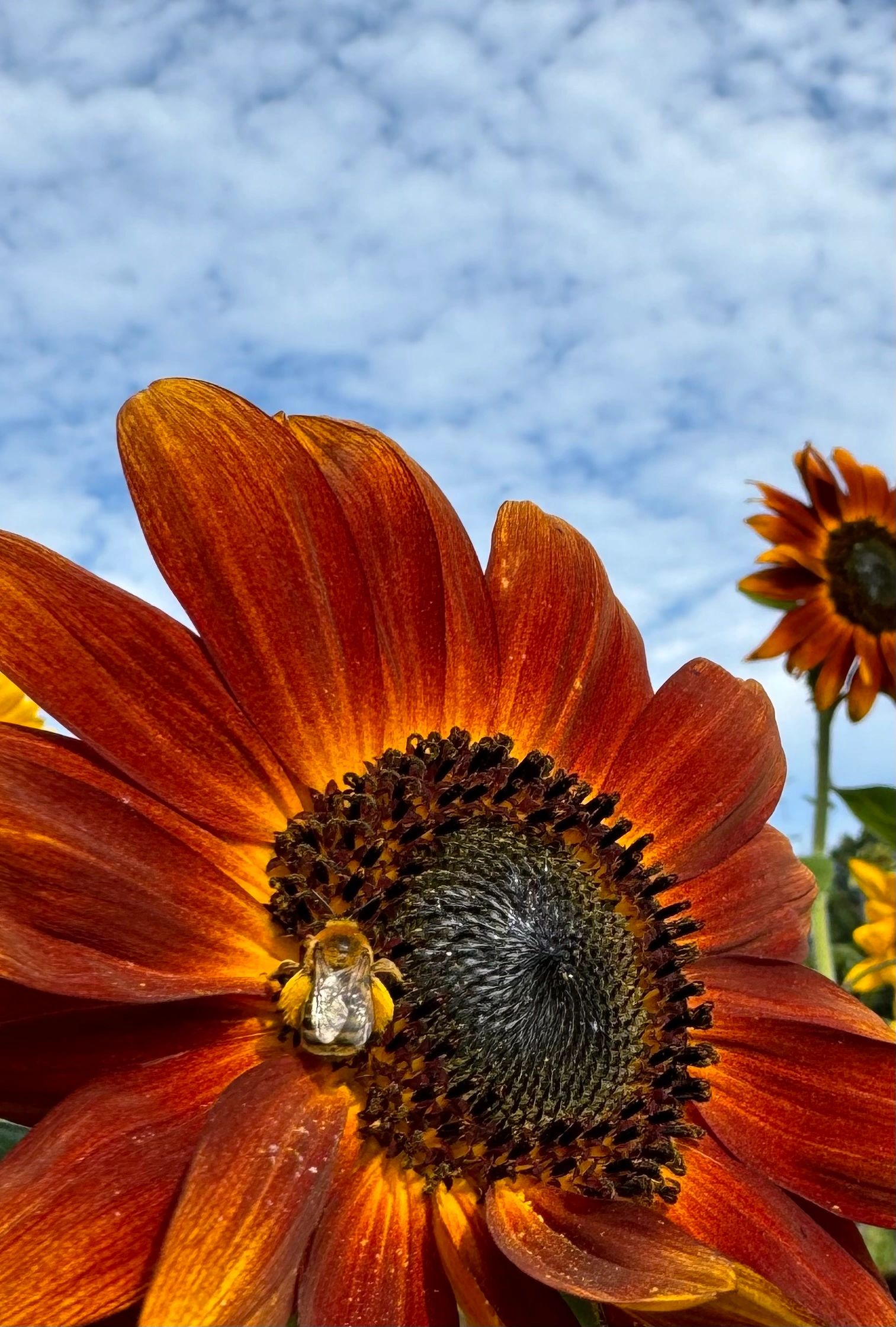 Manchester Blooms