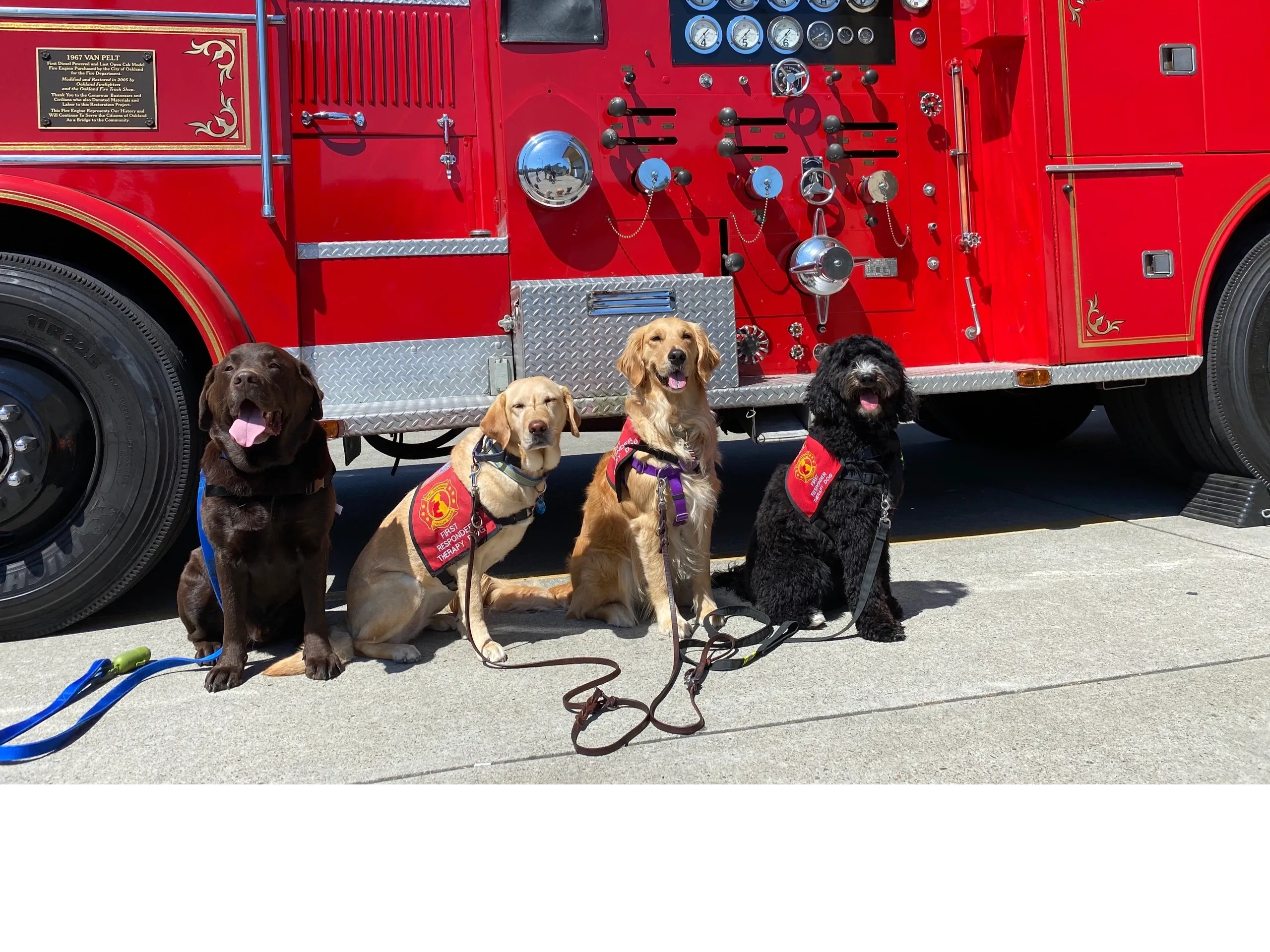 First Responder Therapy Dogs - Home