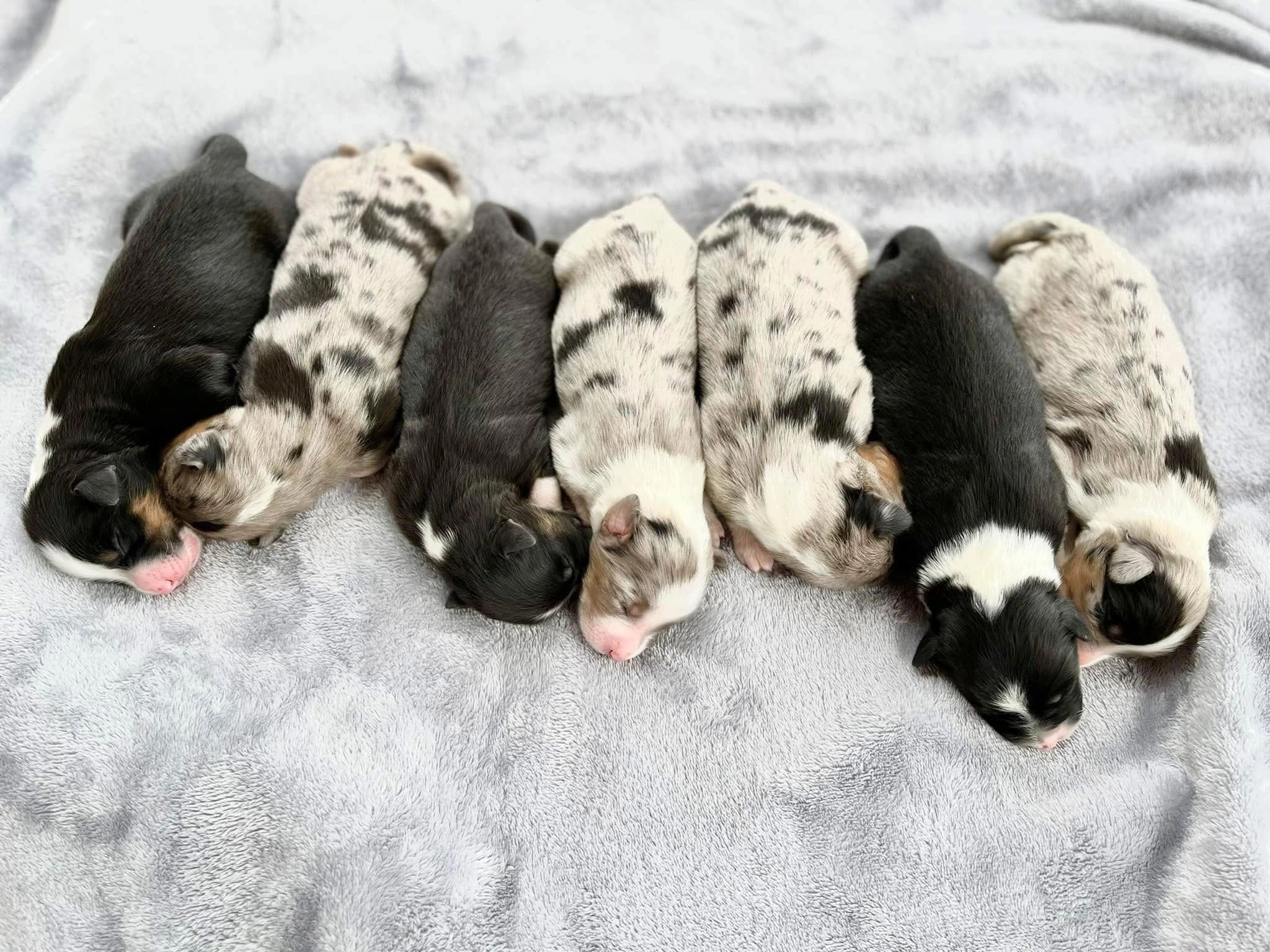 Diamond 5 Aussies - Aussie Puppies, Australian Shepherd, Australian ...