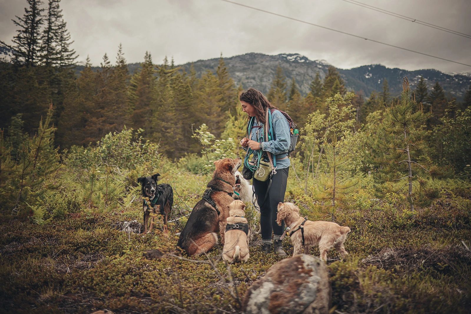 Exploring Whistler with Your Dog: Top Dog-Friendly Trails & Parks