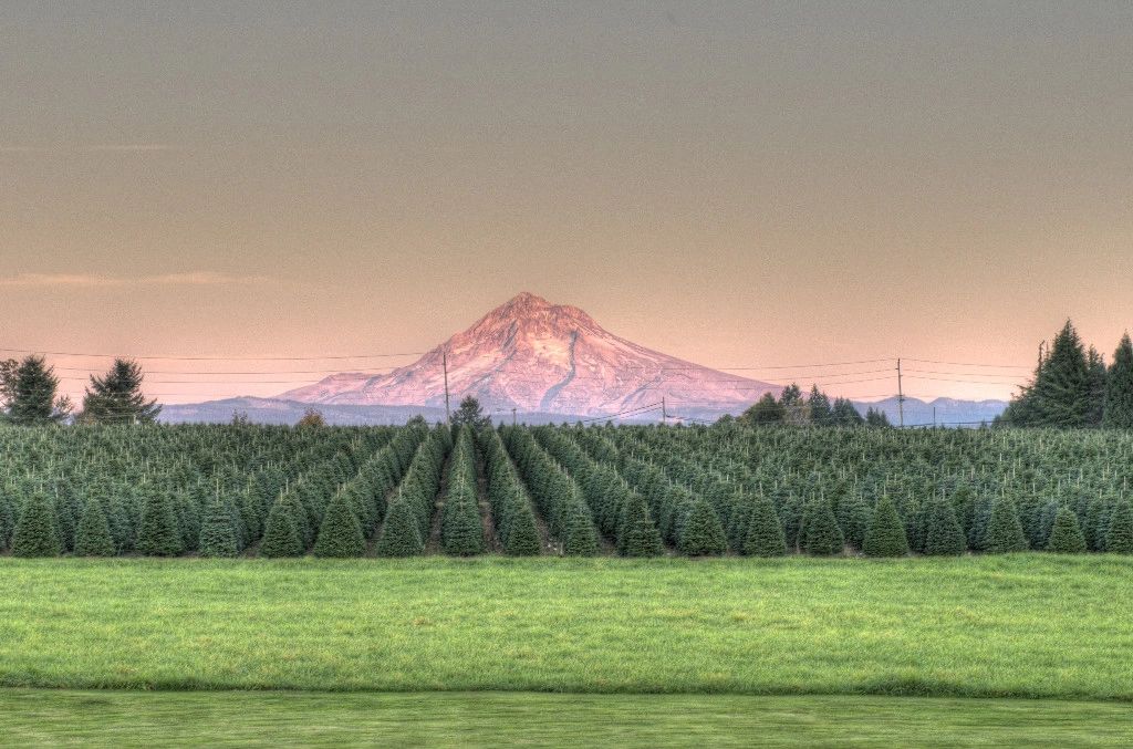 Home Page [knappfarms.com]