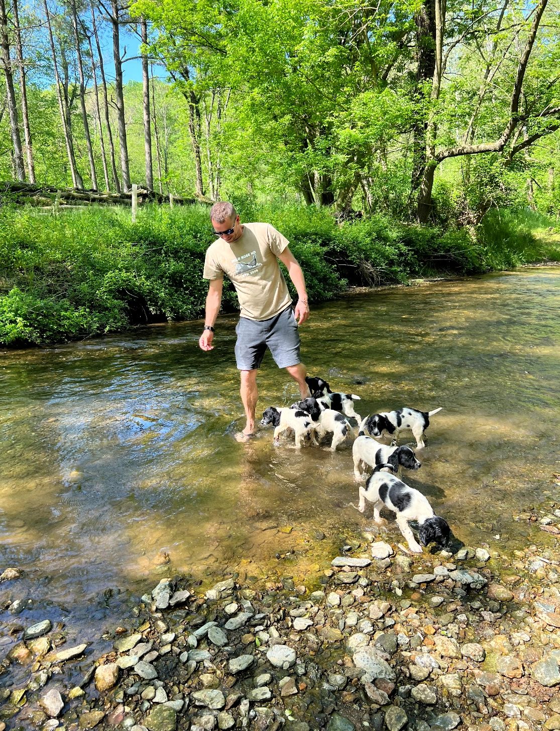 Professional Dog Boarding Services