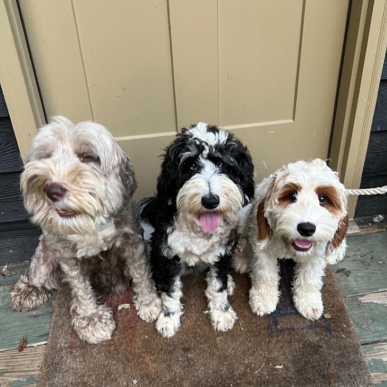Professional Dog Boarding Services