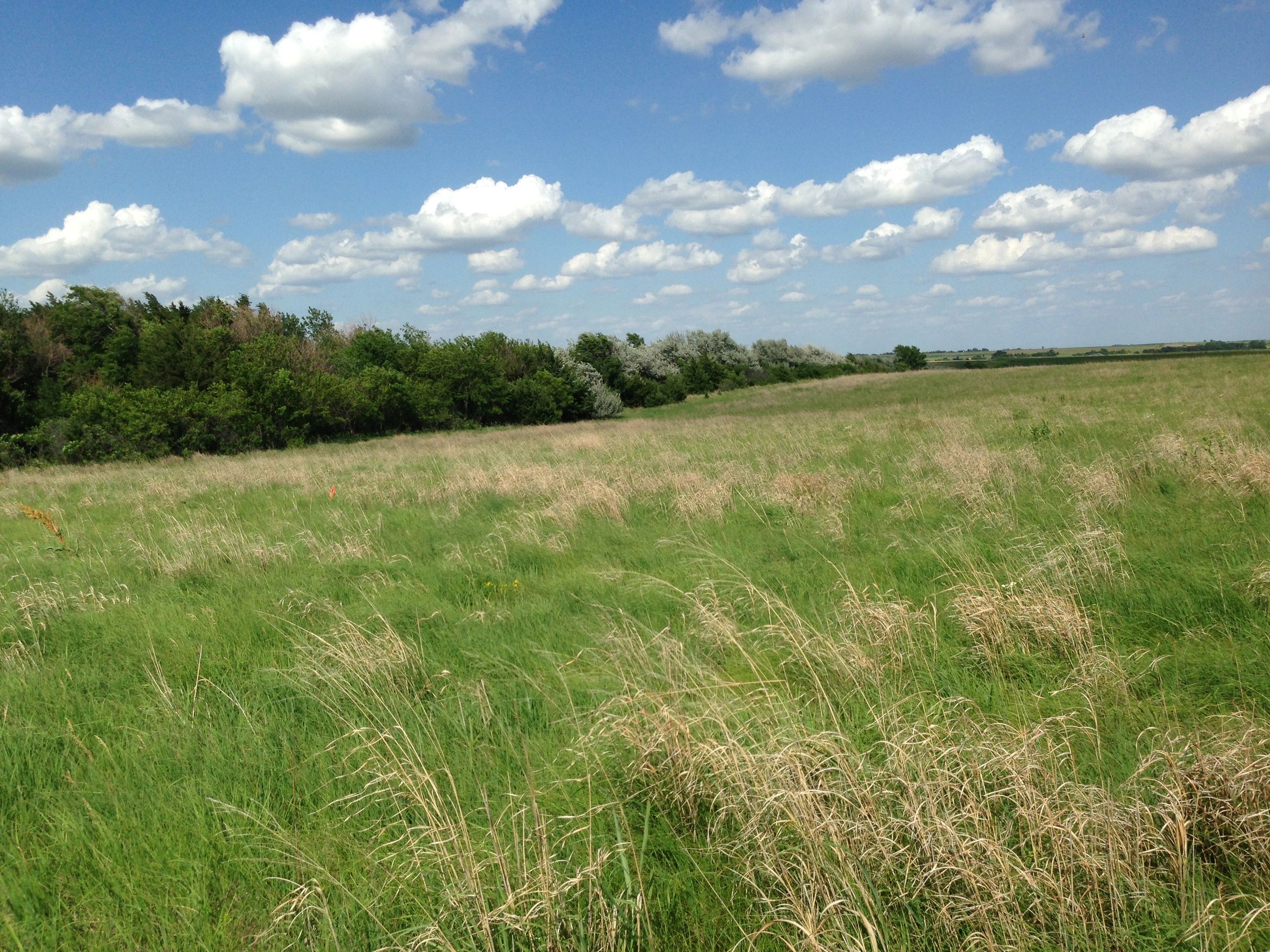 Fifteen more years of CRP, grass and trees?