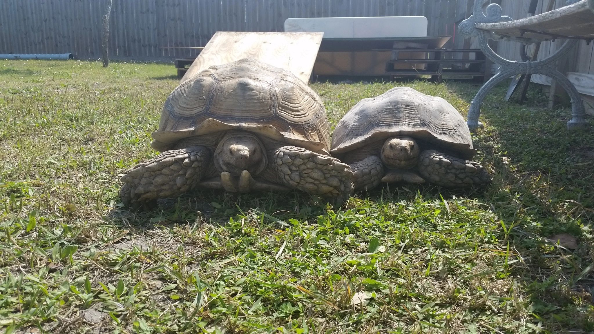 South Texas Tortoise Rescue