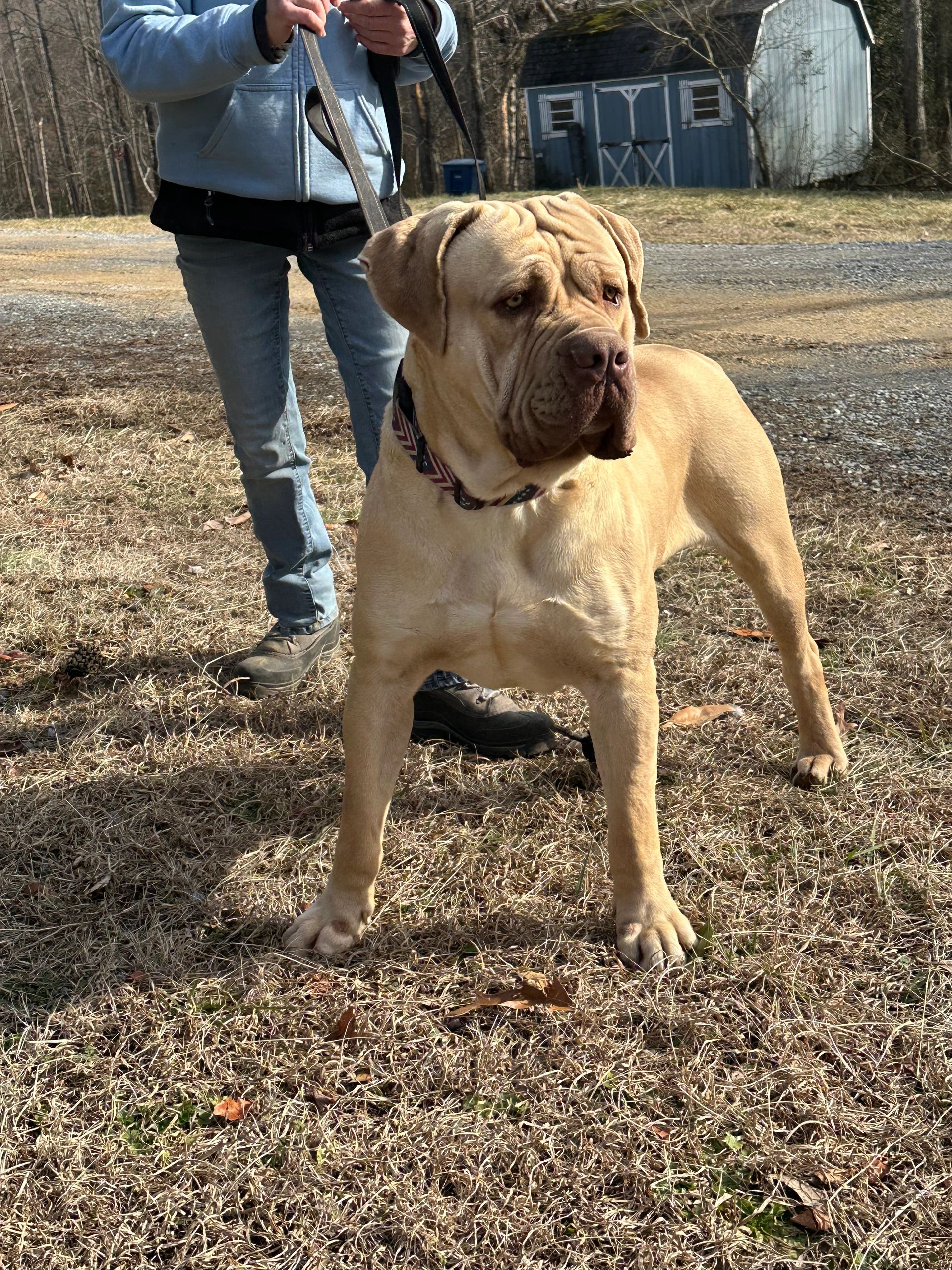 Tigerguard - Tigerguard, Mastiff Hybrid, Dog Breeders