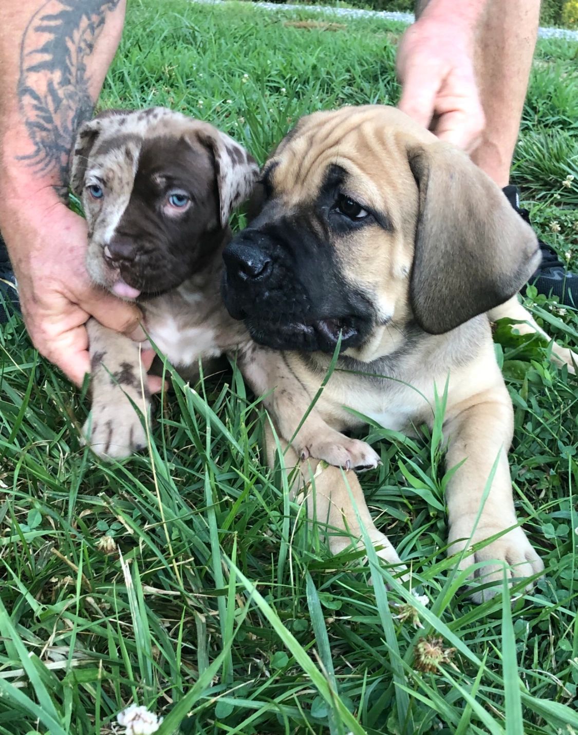 Tigerguard - Tigerguard, Mastiff Hybrid, Dog Breeders