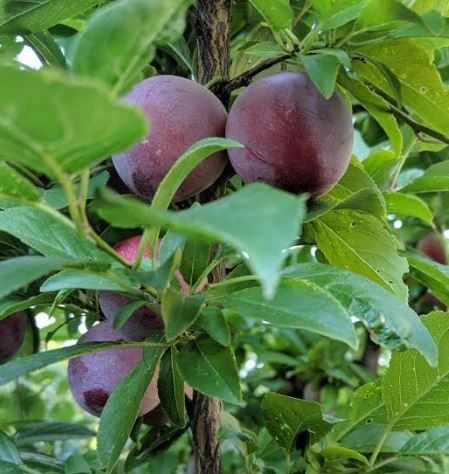 (1/30 Friday) Fruit Tree Pruning Class