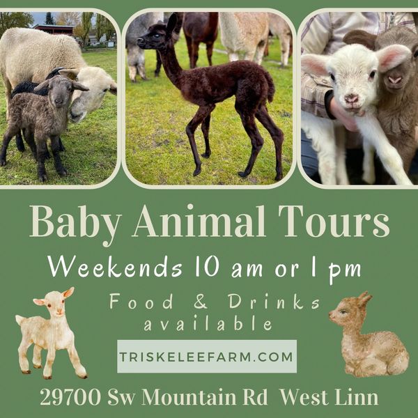 Farm, Animals - Triskeleefarm - West Linn, Oregon