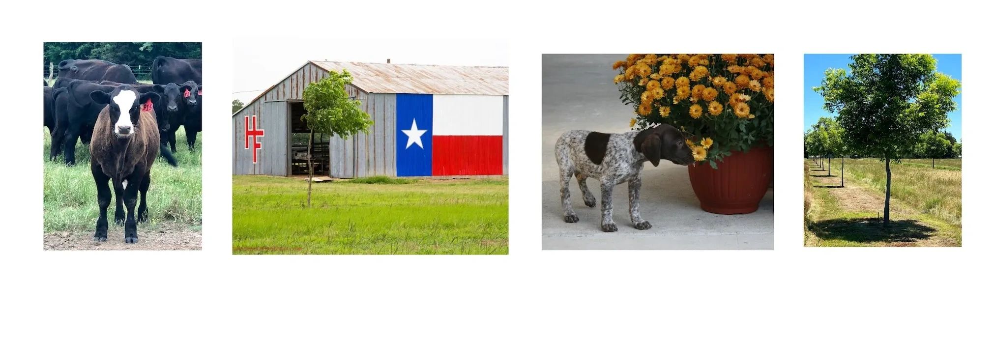 6G Heritage Farm - Quality Cattle & Pecans in Texas