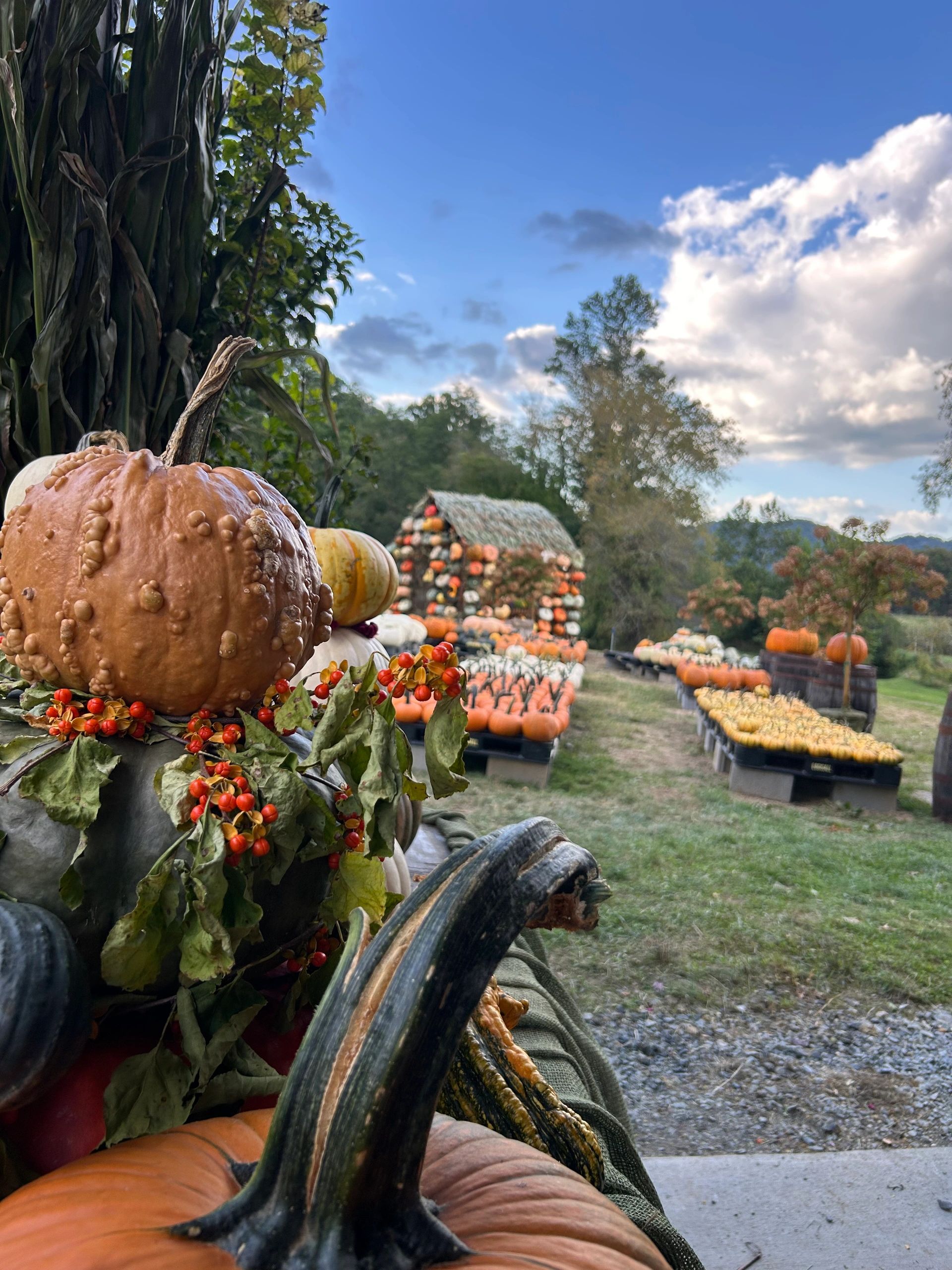 Harvest Farm Tickets for Family Fun Adventures