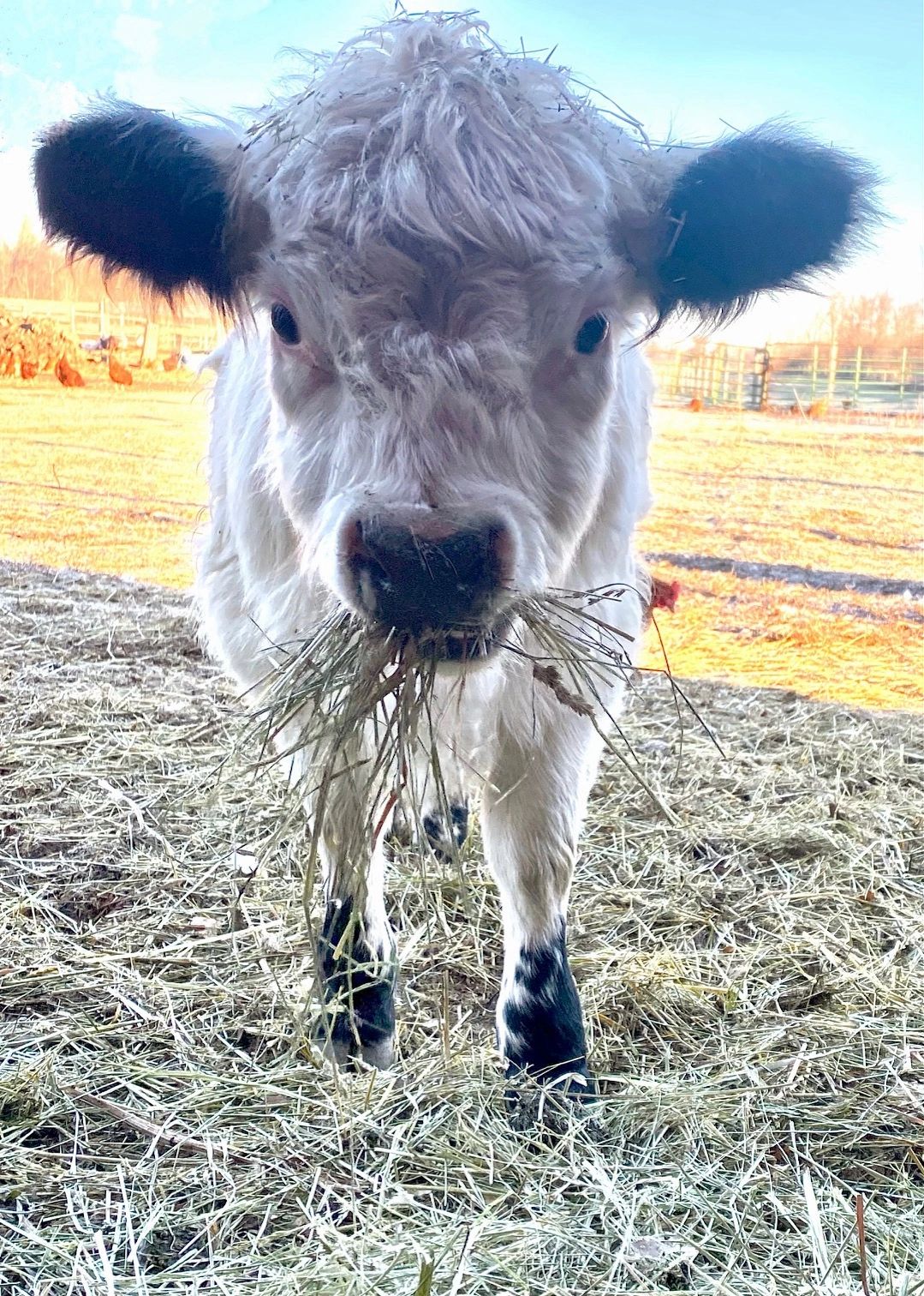 HOME [partyatthebarn.farm]