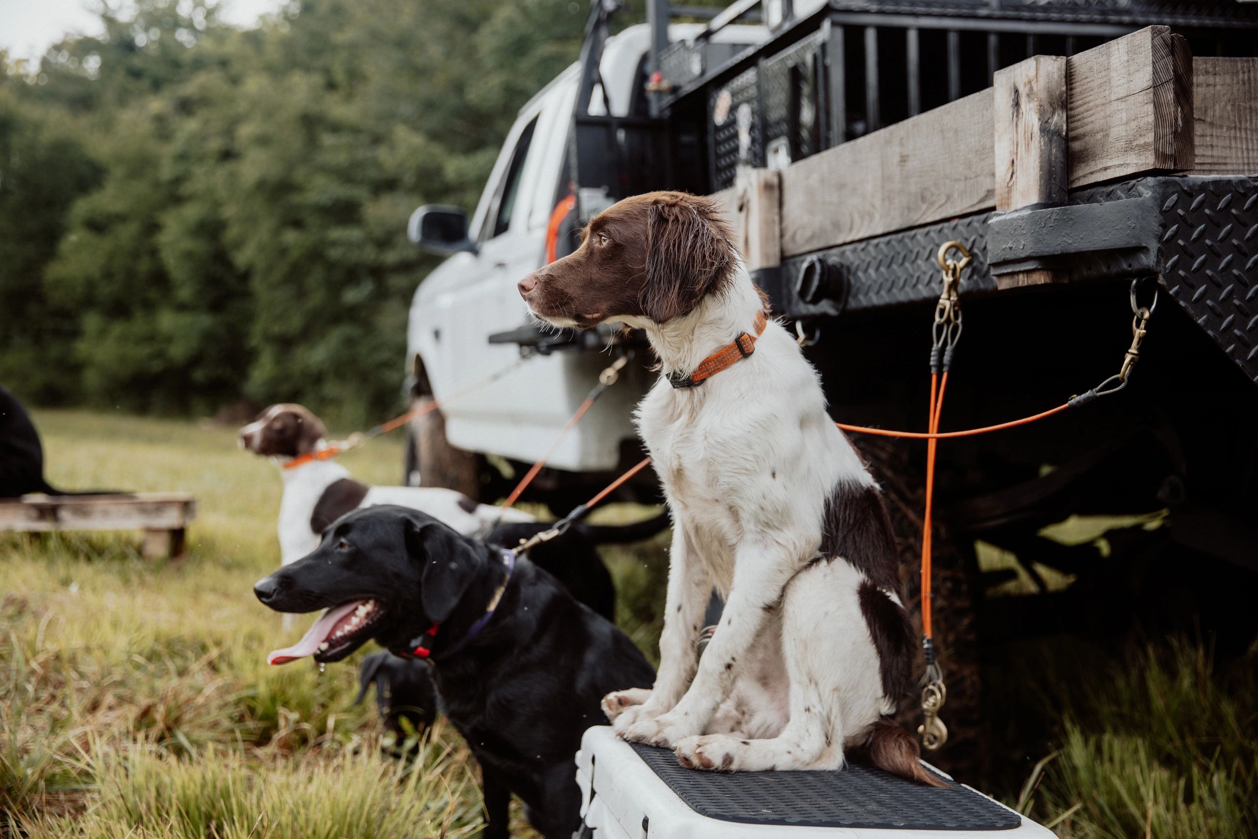 Dog Trainer for Obedience and Gundog Training Services