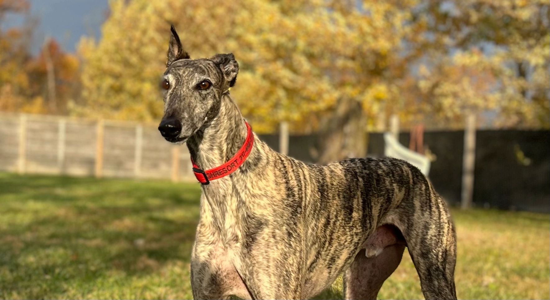 Greyhound Boarding - Greyhound Resort