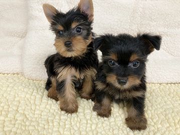 Puppies For Sale