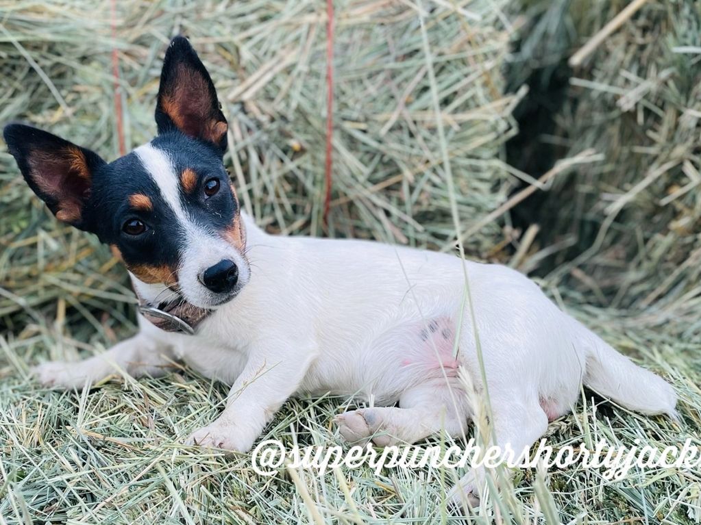 Jack Russell Females | Super Puncher Ponies & Shorty Jacks
