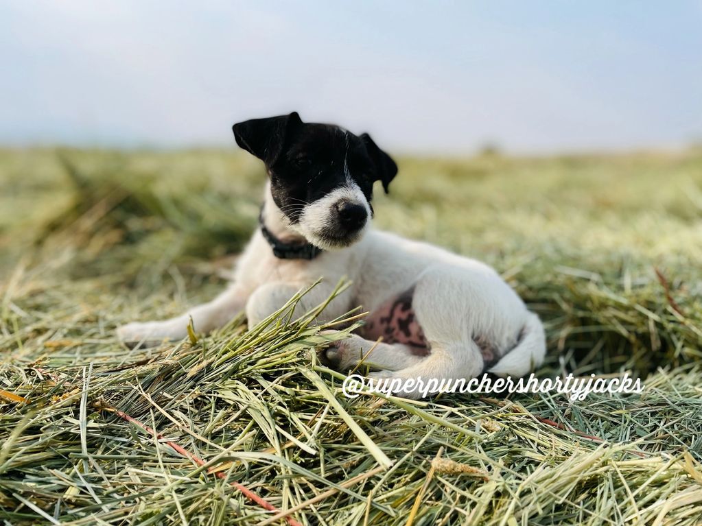 Jack Russell Females | Super Puncher Ponies & Shorty Jacks