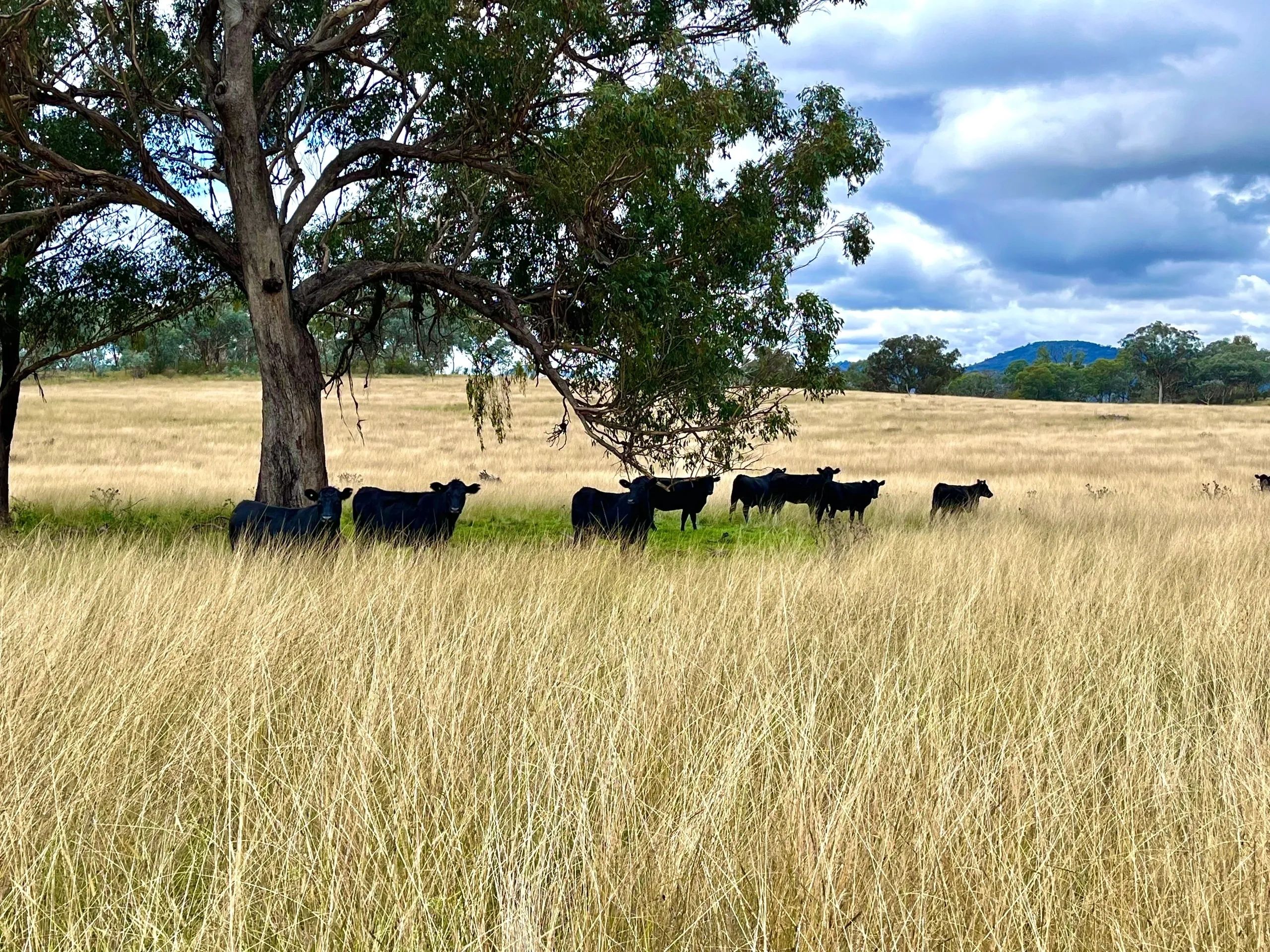 Wattle Cattle Company