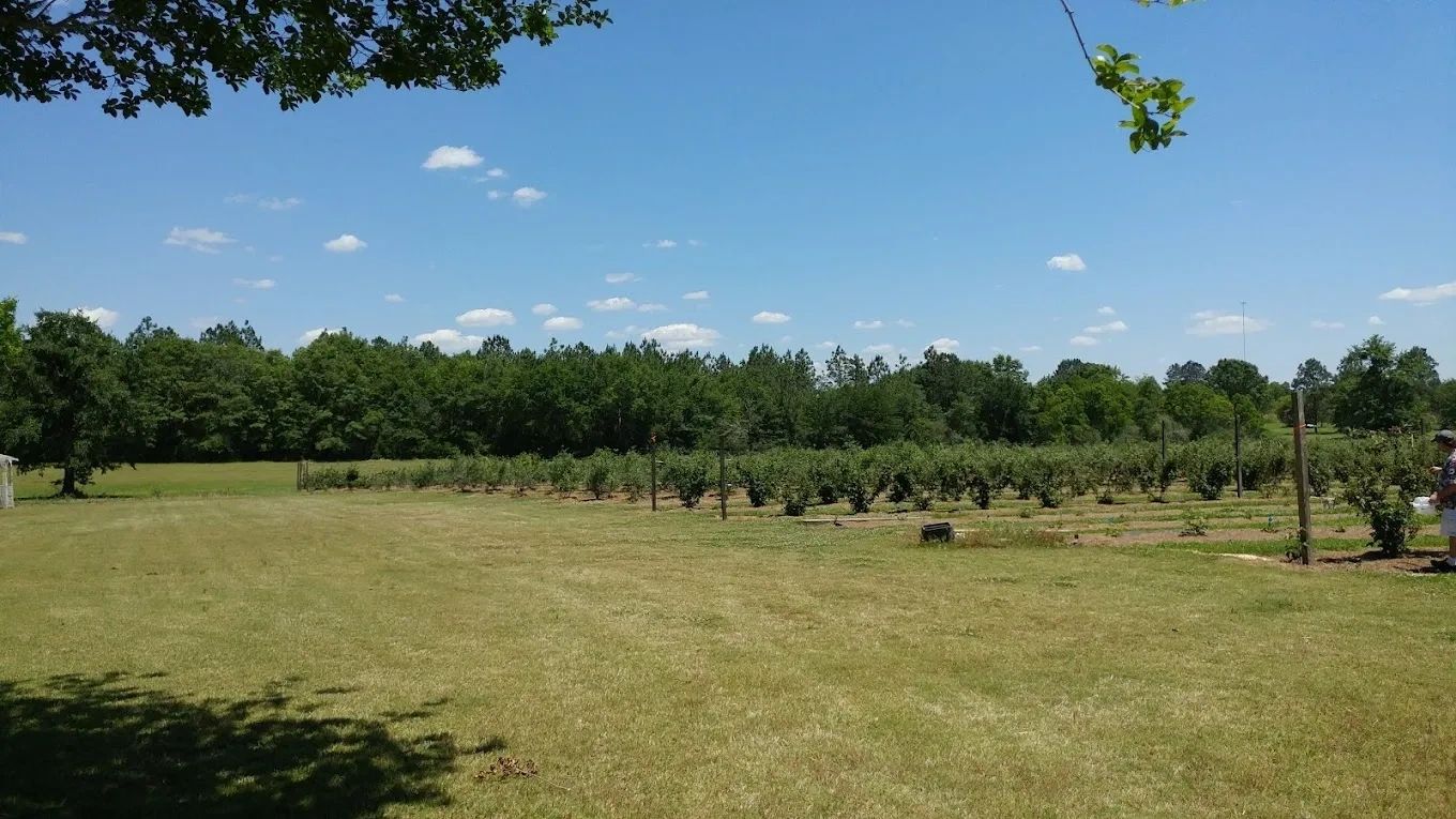 Fresh Blueberries and Blackberries at Gardner's Berry Farm