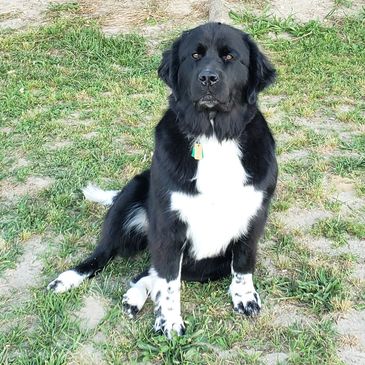 Newfoundland Puppies for Sale - kmw Newfoundlands