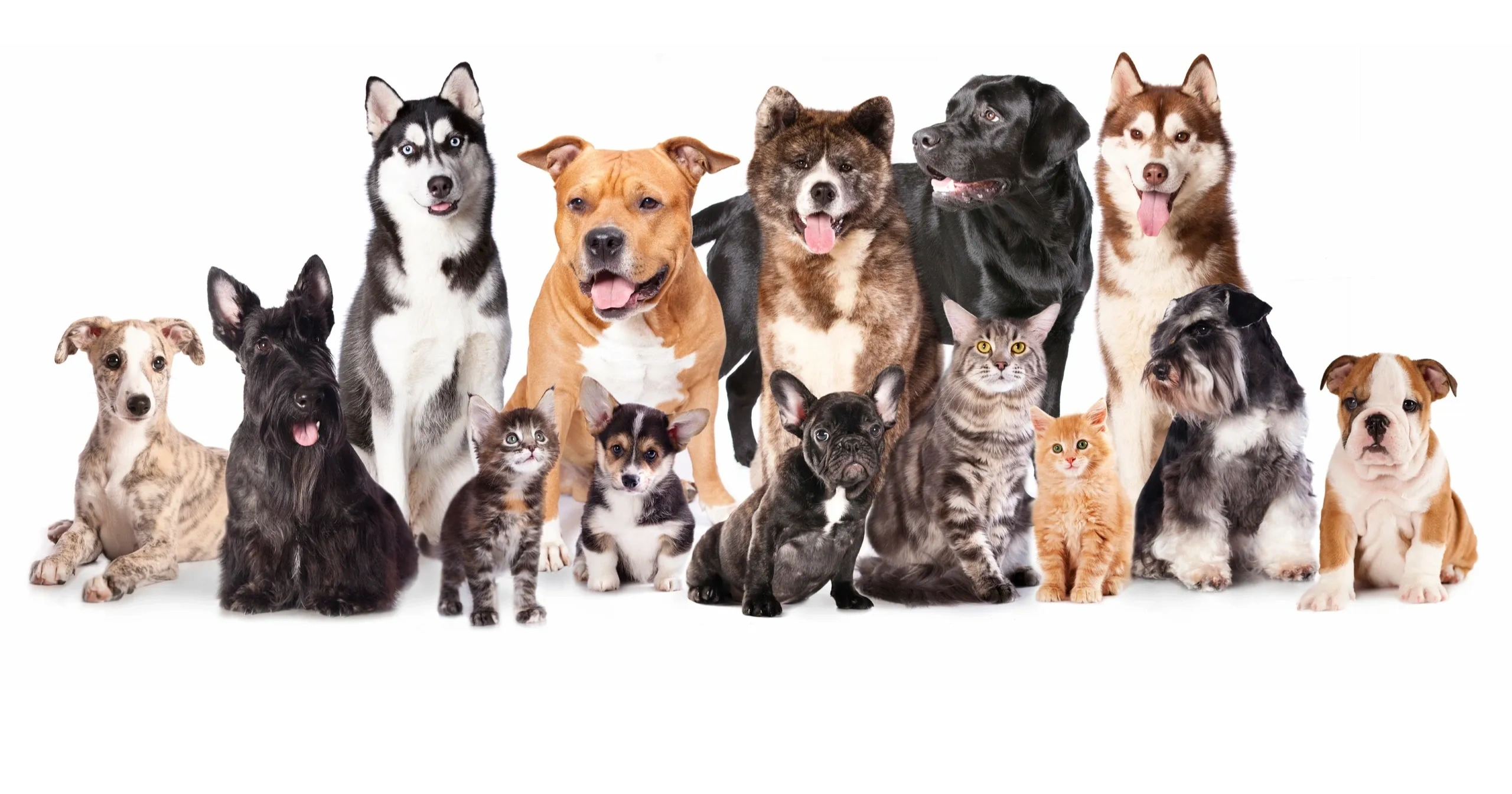 All American Veterinary Hospital in Raeford, North Carolina