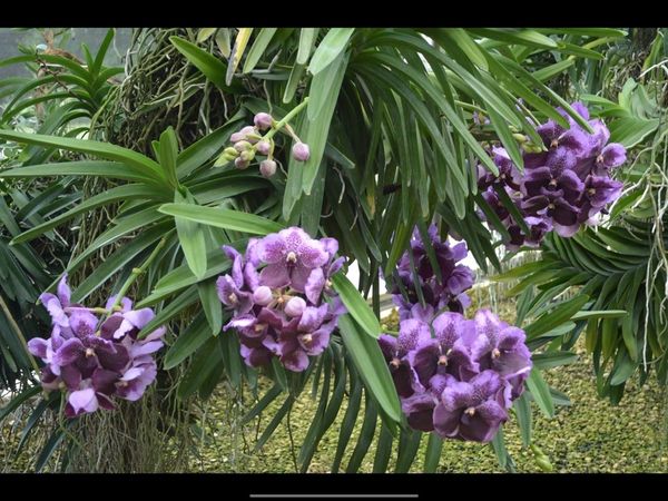 Goodwin's Monster Vandas - Orchids, Vanda Orchids