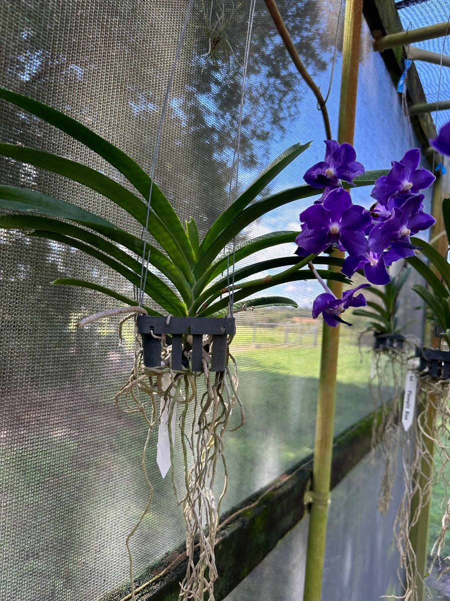 Vandachostylis Ploenpit Blue (Vanda Tristar Blue × Vandachostylis Sasicha)