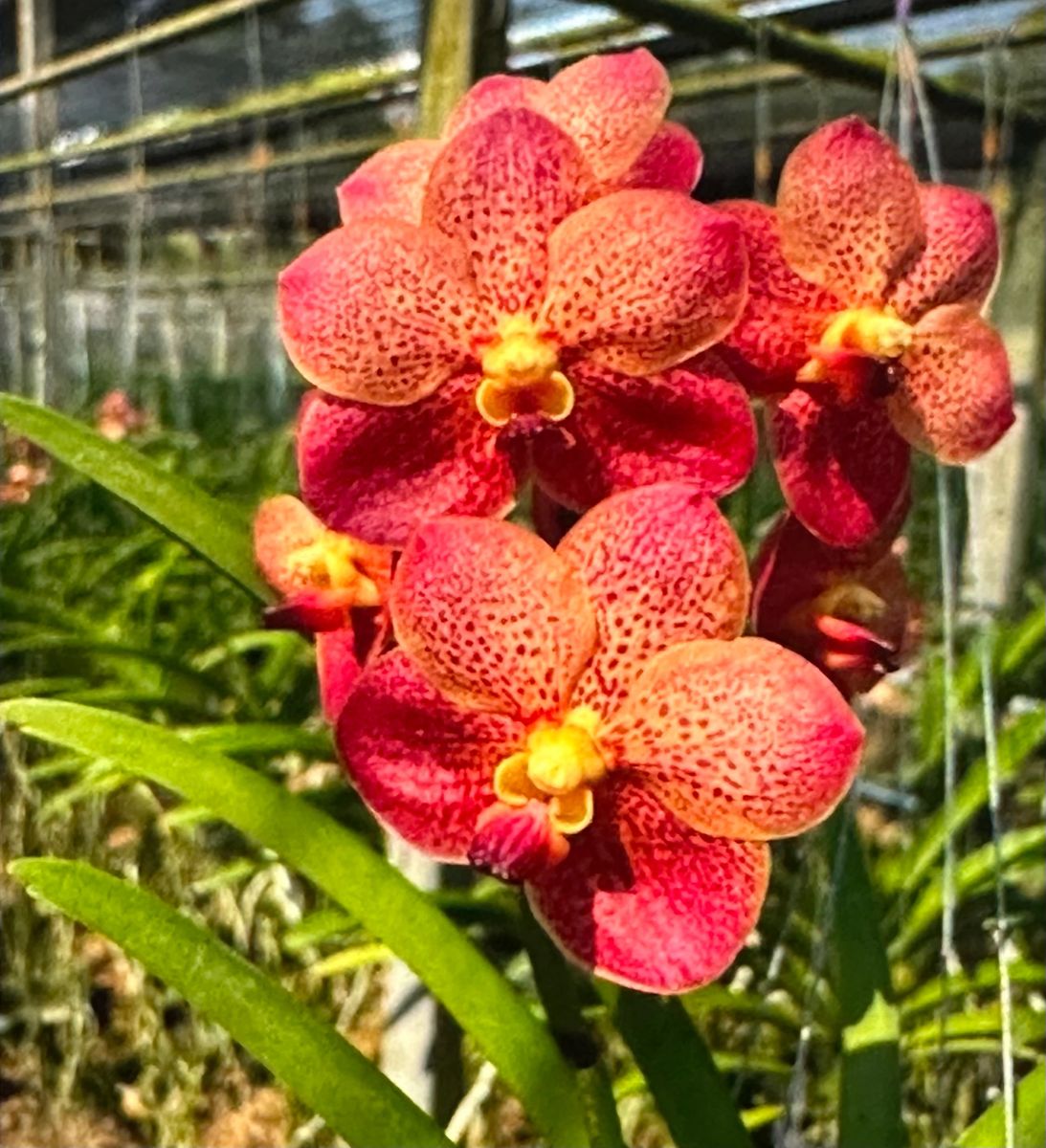 Vanda Memoria Katherine McCartney (Vanda Fuchs Delight × Vanda Doctor Anek)