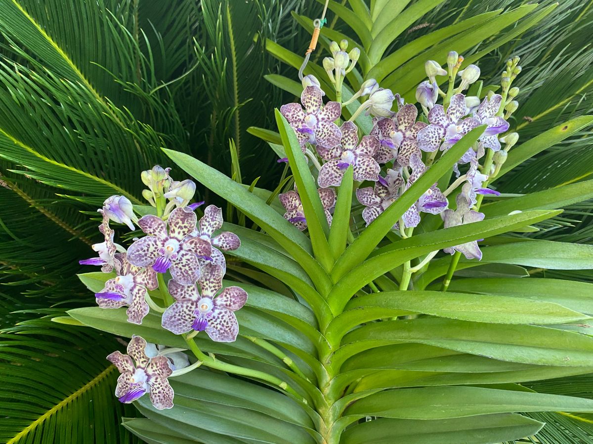 Papilionanda Kyra Green (Vanda Lamennea × Papilionanda Mimi Palmer)
