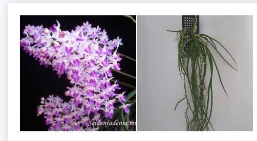 seidenfadenia mitrate